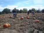 Arizona Pumpkin Patches - Find Pick Your Own Pumpkins