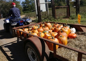 Local Alabama Pick Your Own Pumpkin Patches