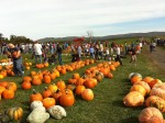 Virginia Pick Your Own Pumpkin Patches